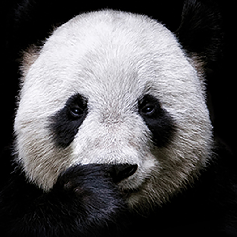 Lucy Cooke: The Truth About Animals: Stoned Sloths, Lovelorn Hippos ...