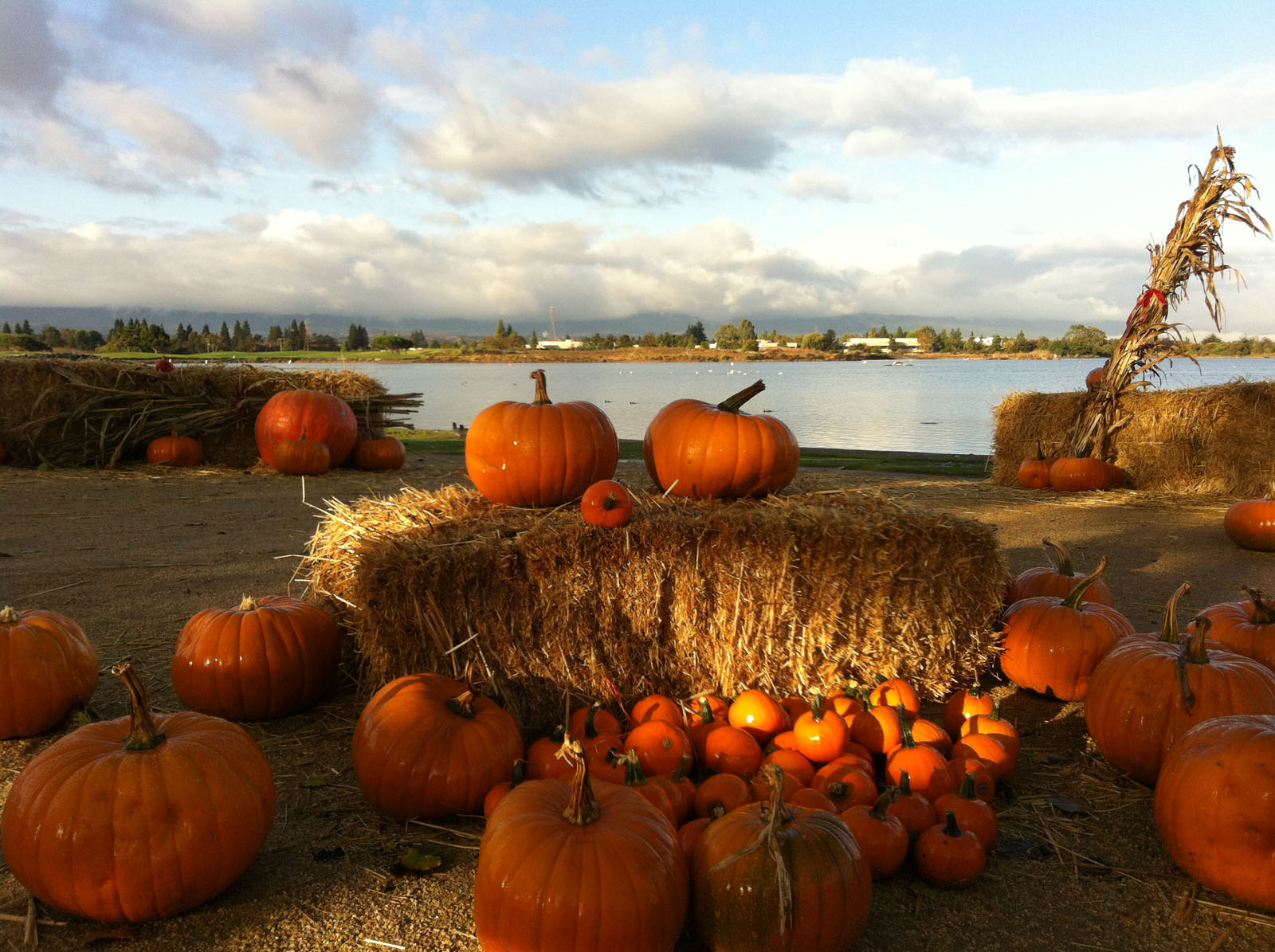 Shoreline Lake's annual Pumpkin Splash - Mountain View, CA at Shoreline ...